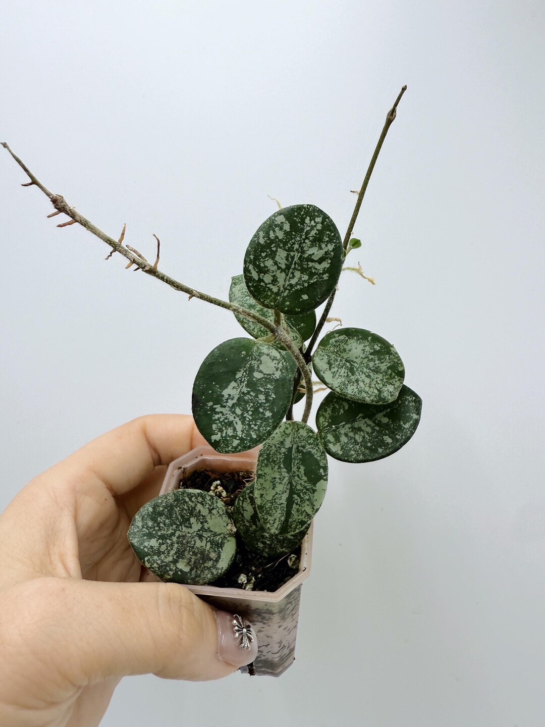 Hoya Mathilde Splash - Etsy