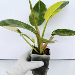 Philodendron Green Congo Variegated - Etsy