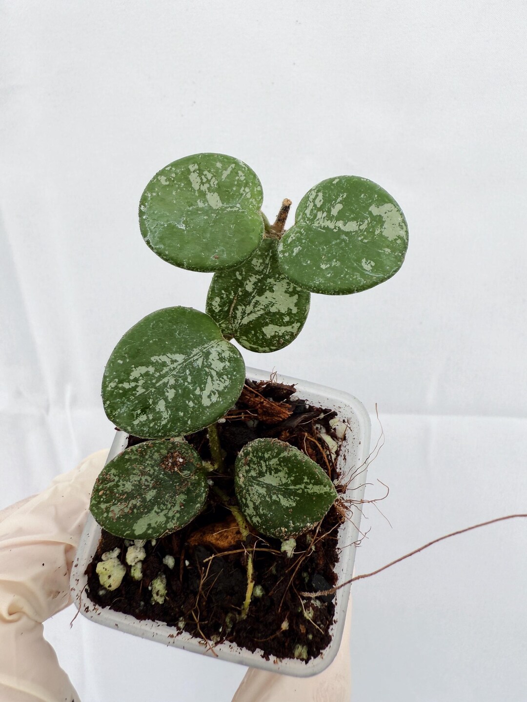 Hoya Mathilde Splash - Etsy