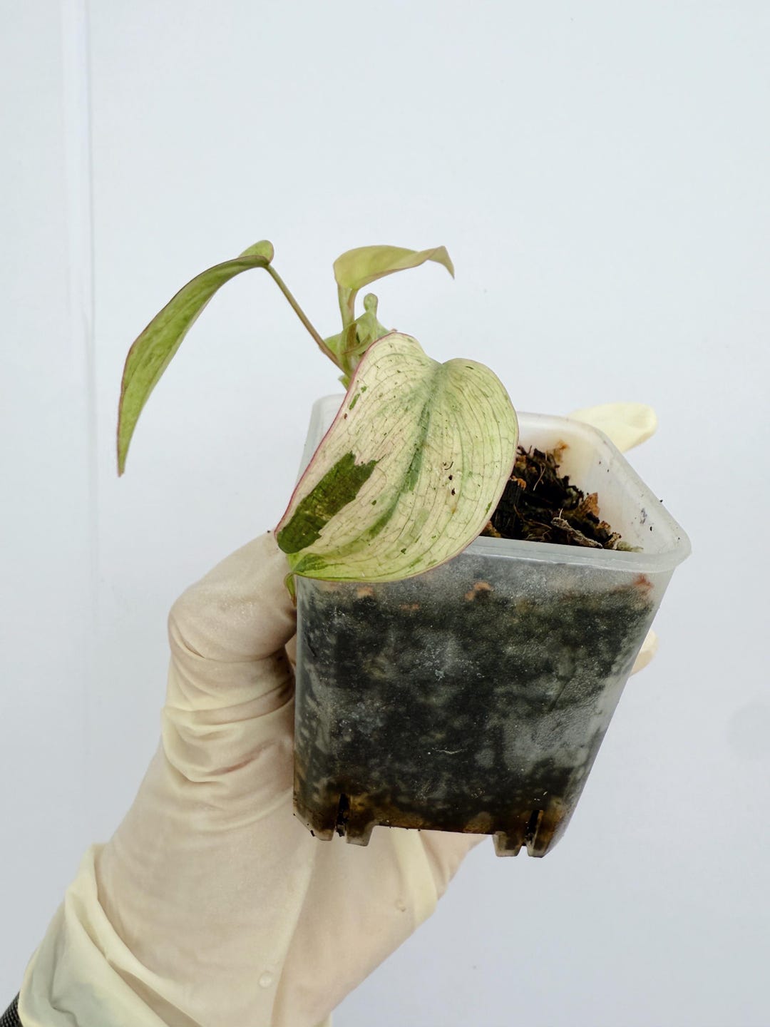 Philodendron Micans Mint - Etsy