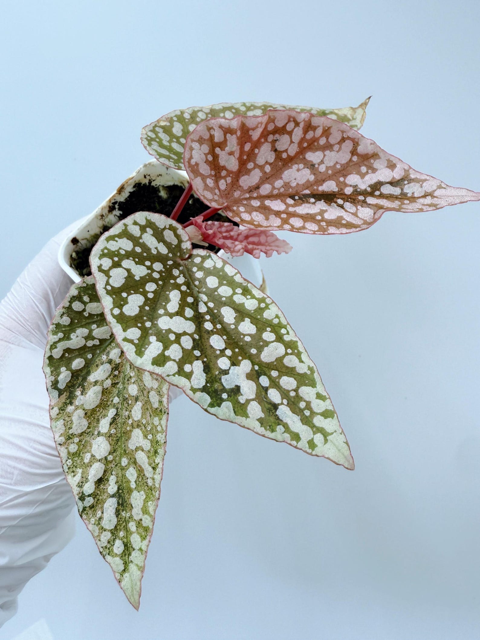 Begonia Snow Capped Variegated - Etsy