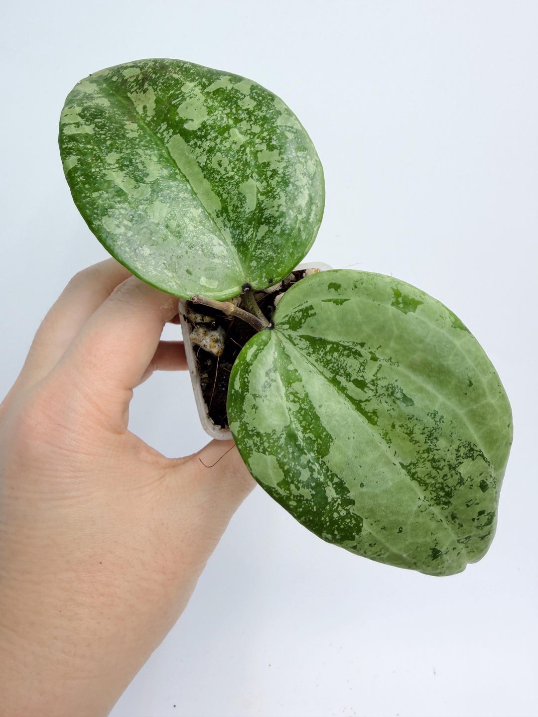 Rare Hoya Michele Silver/splash: Unique Variegated Indoor Plant - Etsy
