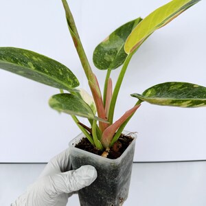 Philodendron Green Congo Variegated - Etsy