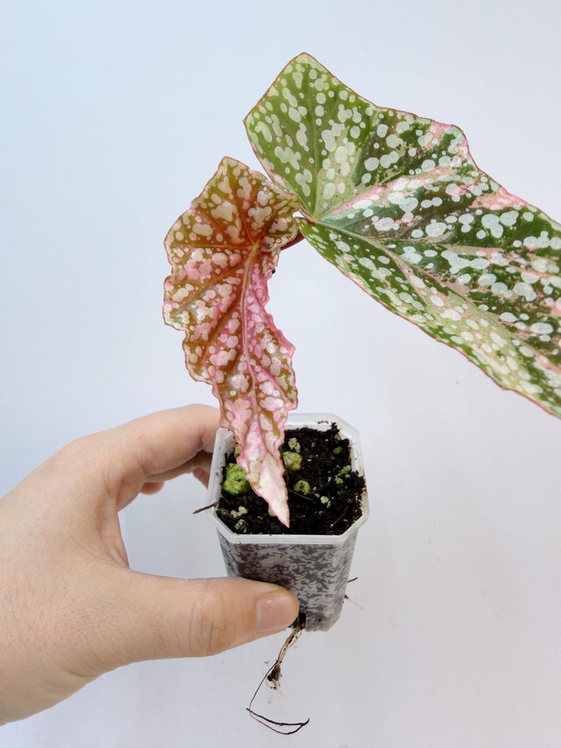 Begonia Snow Capped Variegated - Etsy