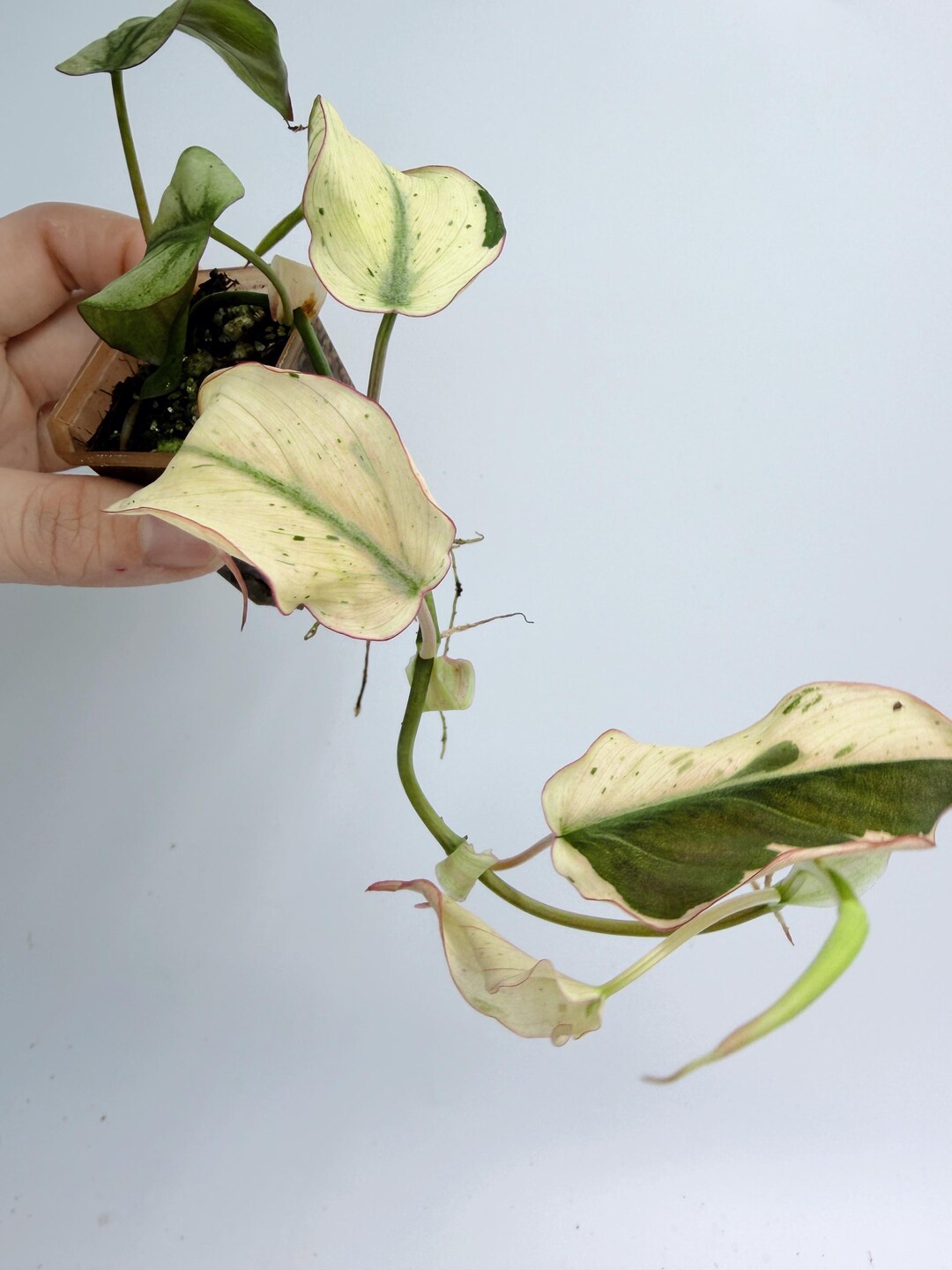 Philodendron Mican Plant: Variegated Mint Leaves - Houseplant - Etsy