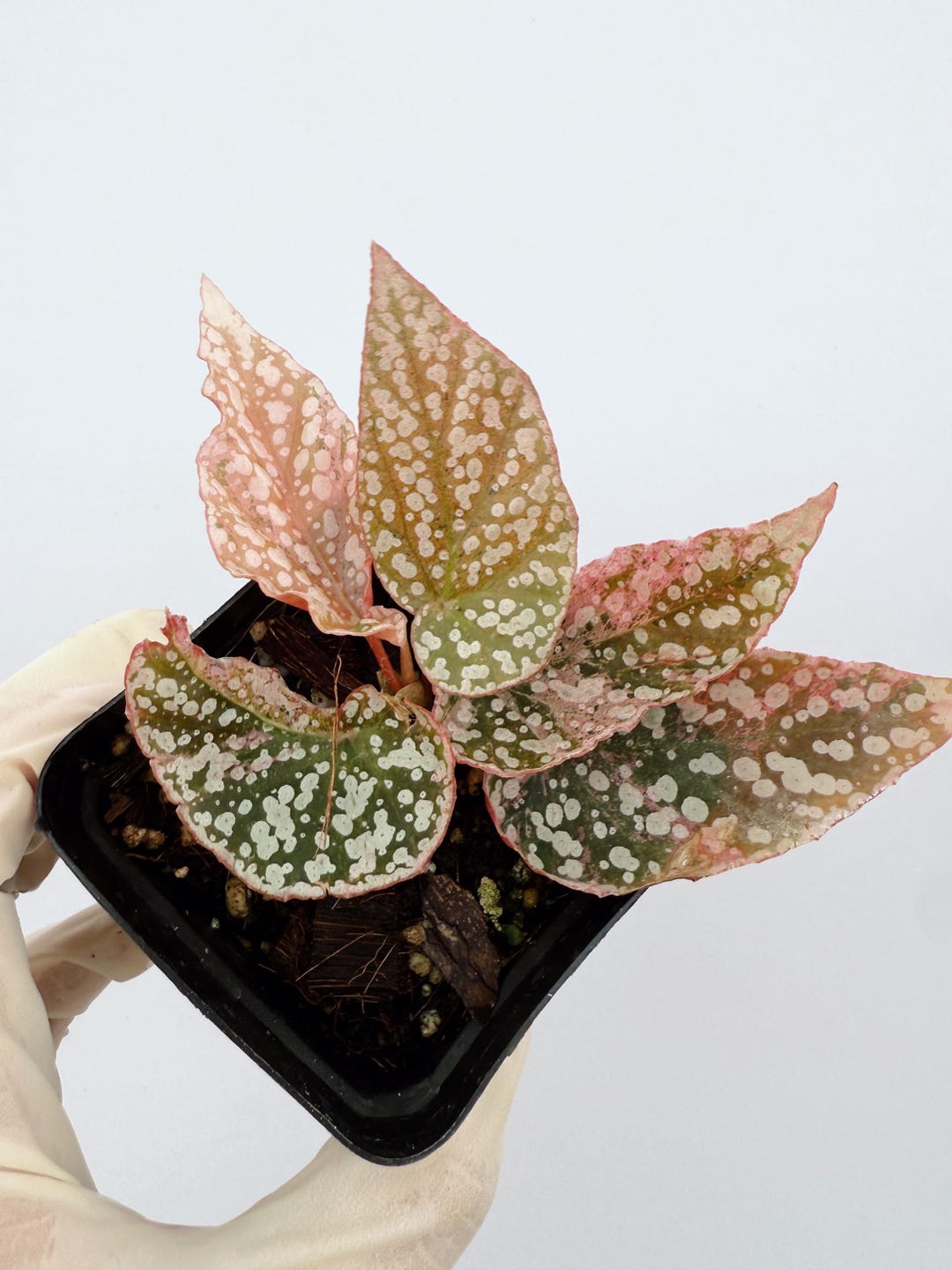 Begonia Snow Capped Variegated - Etsy