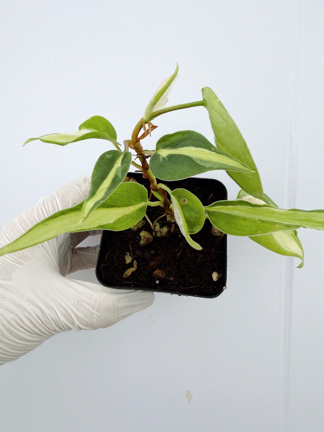 Philodendron Gabby - Etsy