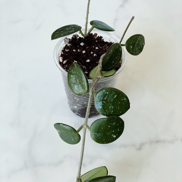 Hoya Mathilde - Etsy