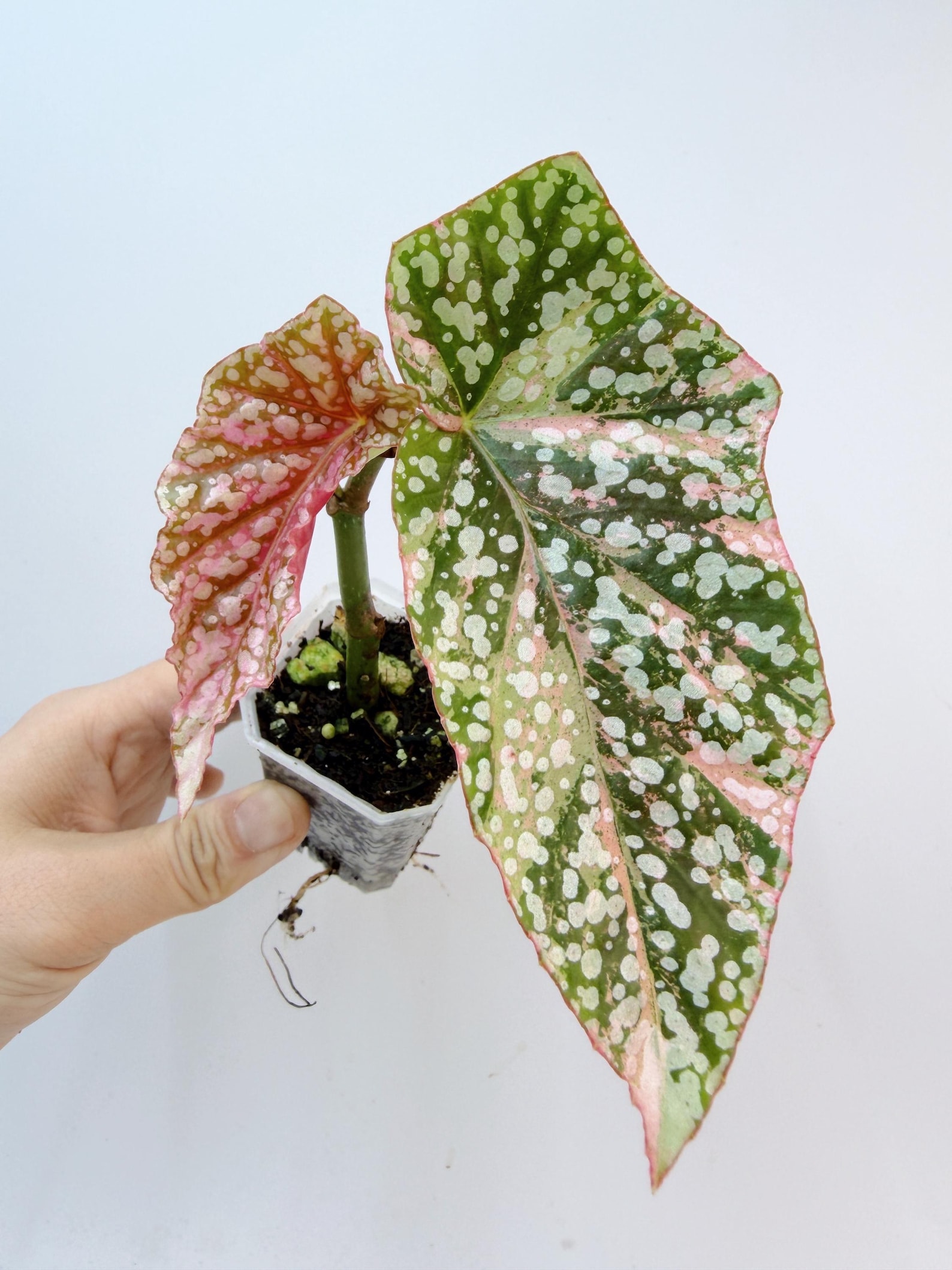 Begonia Snow Capped Variegated - Etsy