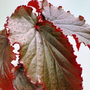 Begonia Rex Black Magic - Etsy