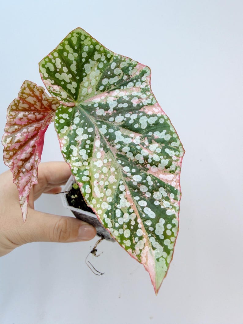 Begonia Snow Capped Variegated - Etsy