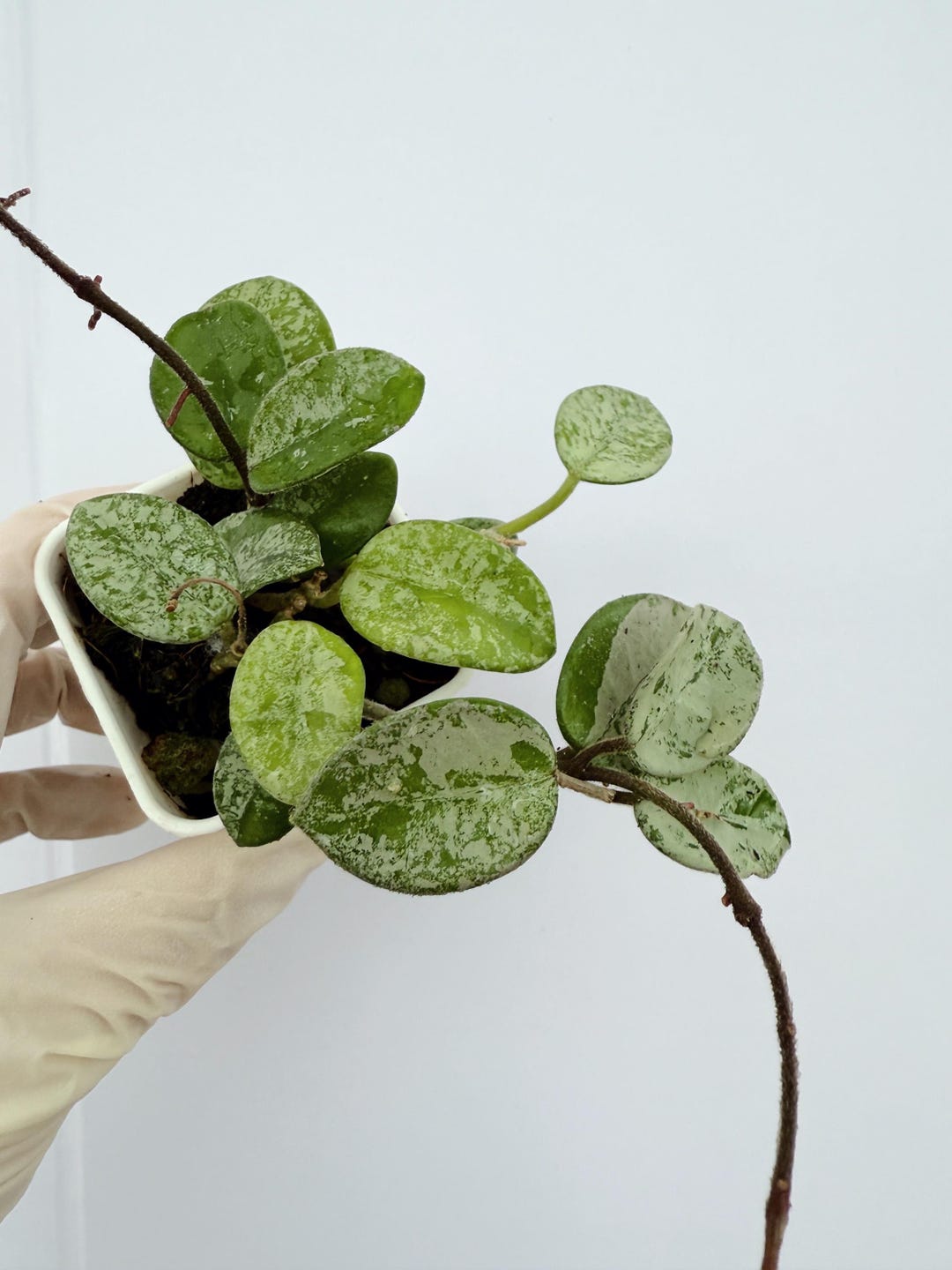 Hoya Mathilde Splash - Etsy