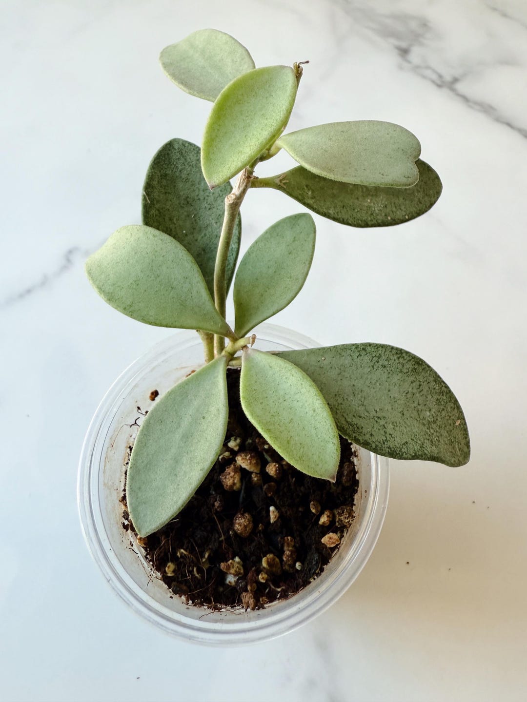 Hoya Nummularioides Silver - Etsy