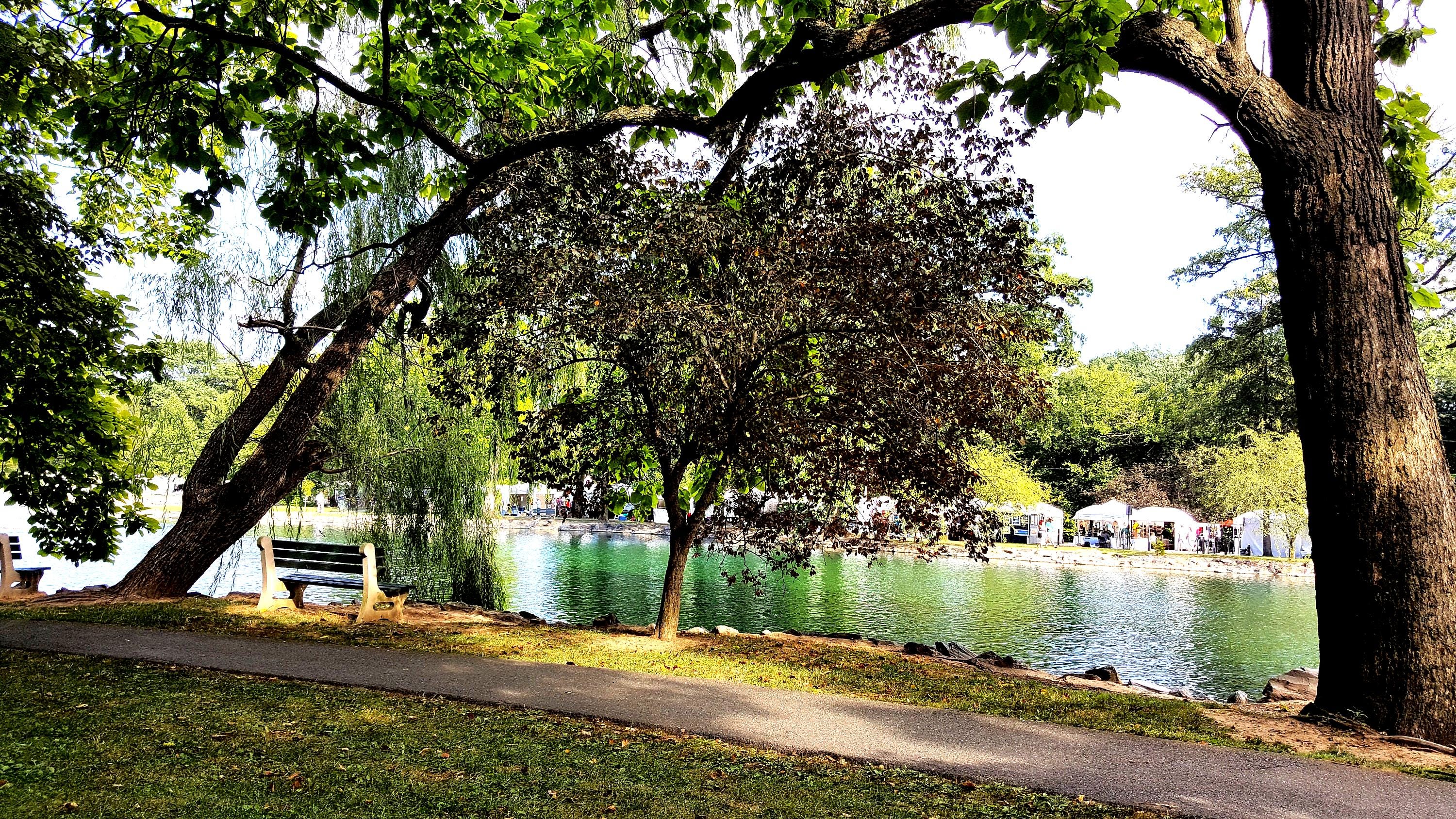 Serene Lake Overhanging Tree Park Peaceful - Etsy
