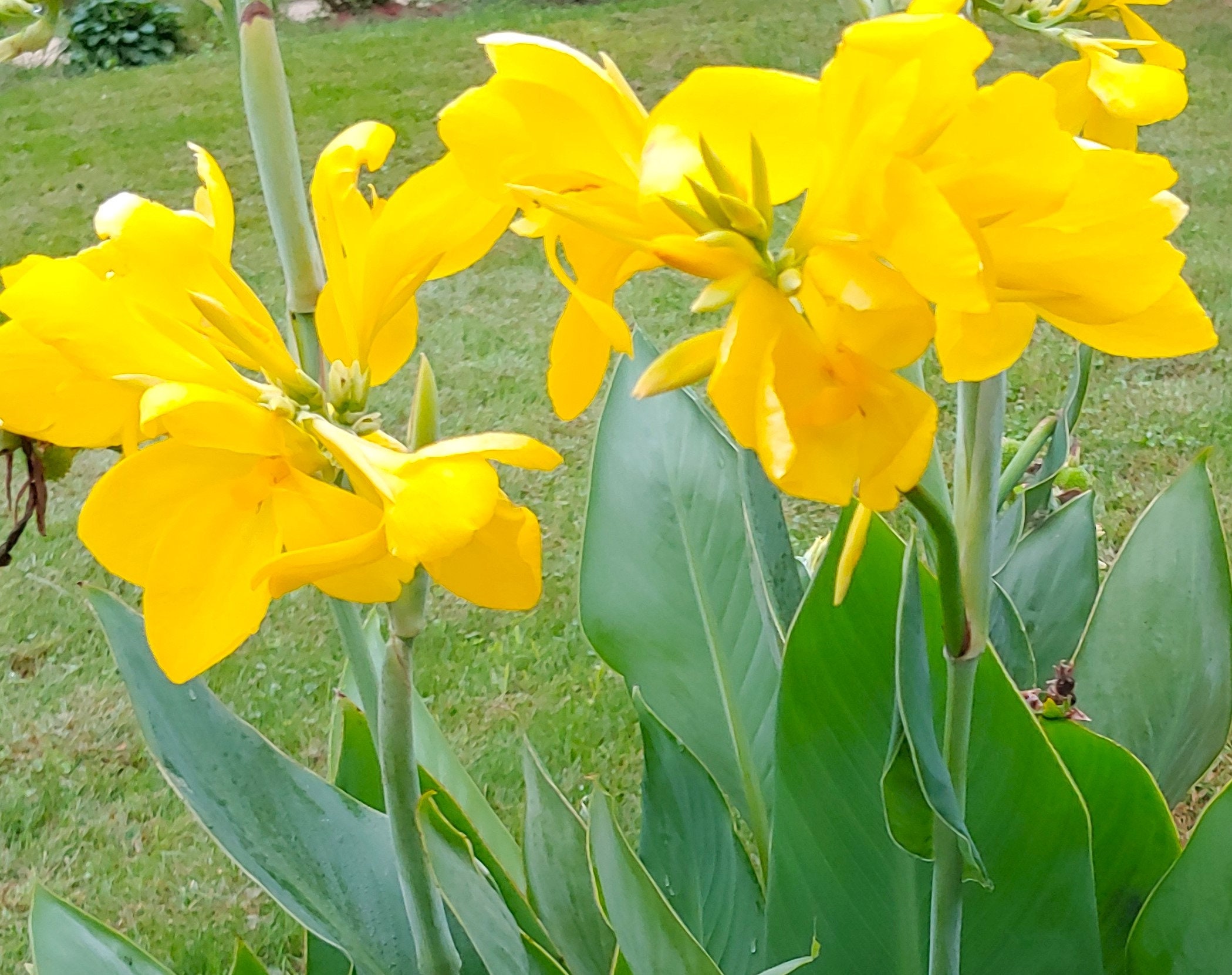 Bright Yellow Canna Lily in Full Bloom - Etsy