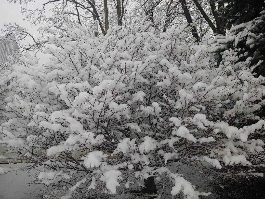 Snow-covered Bush Photo - Etsy