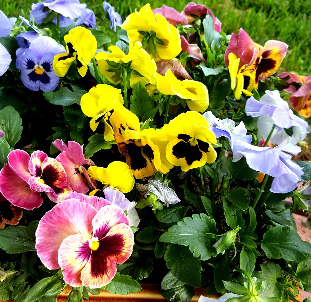Close-up Photo of Multi-color Pansies - Etsy