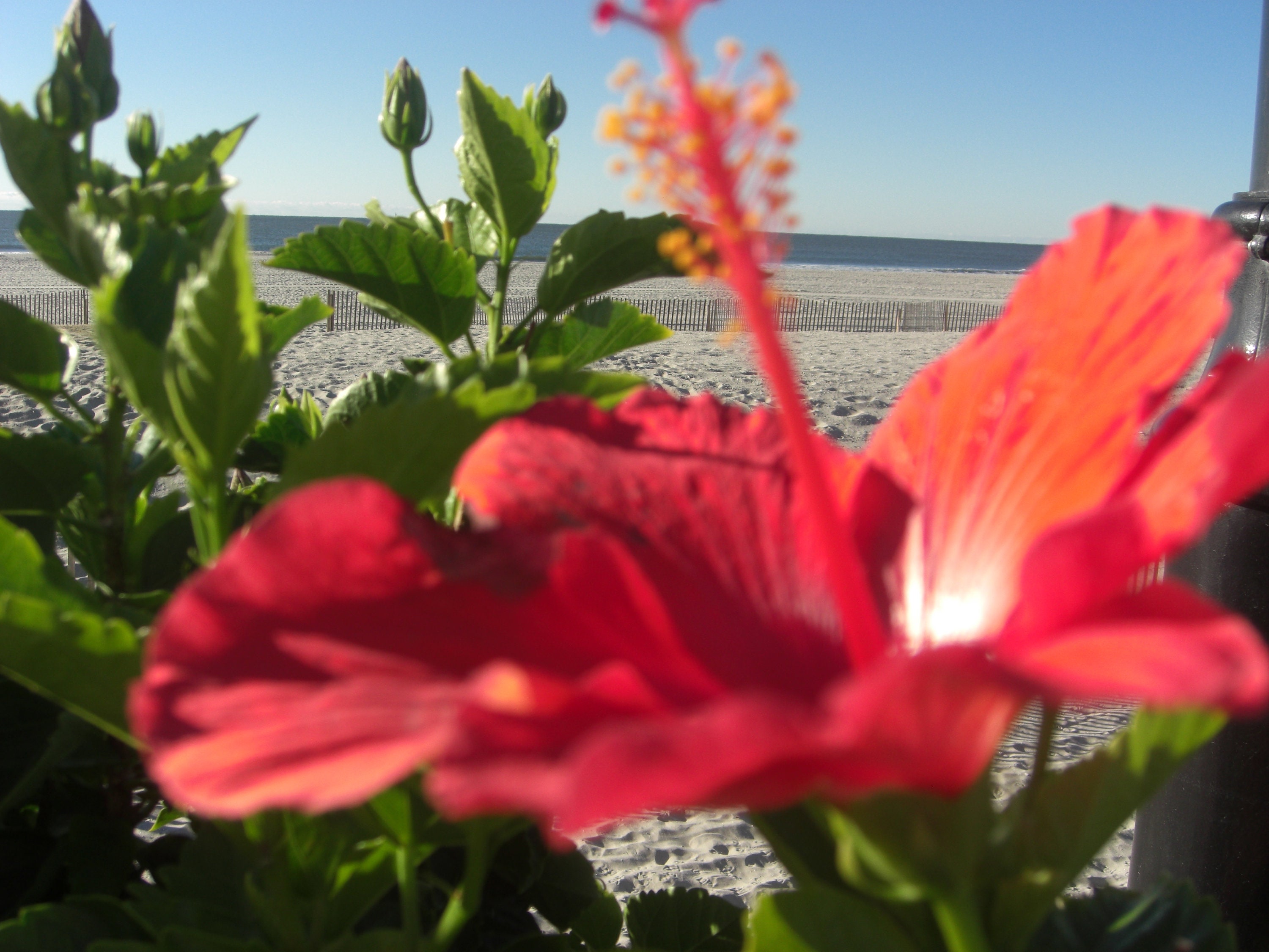 Red Hibiscus on the Beach - Etsy