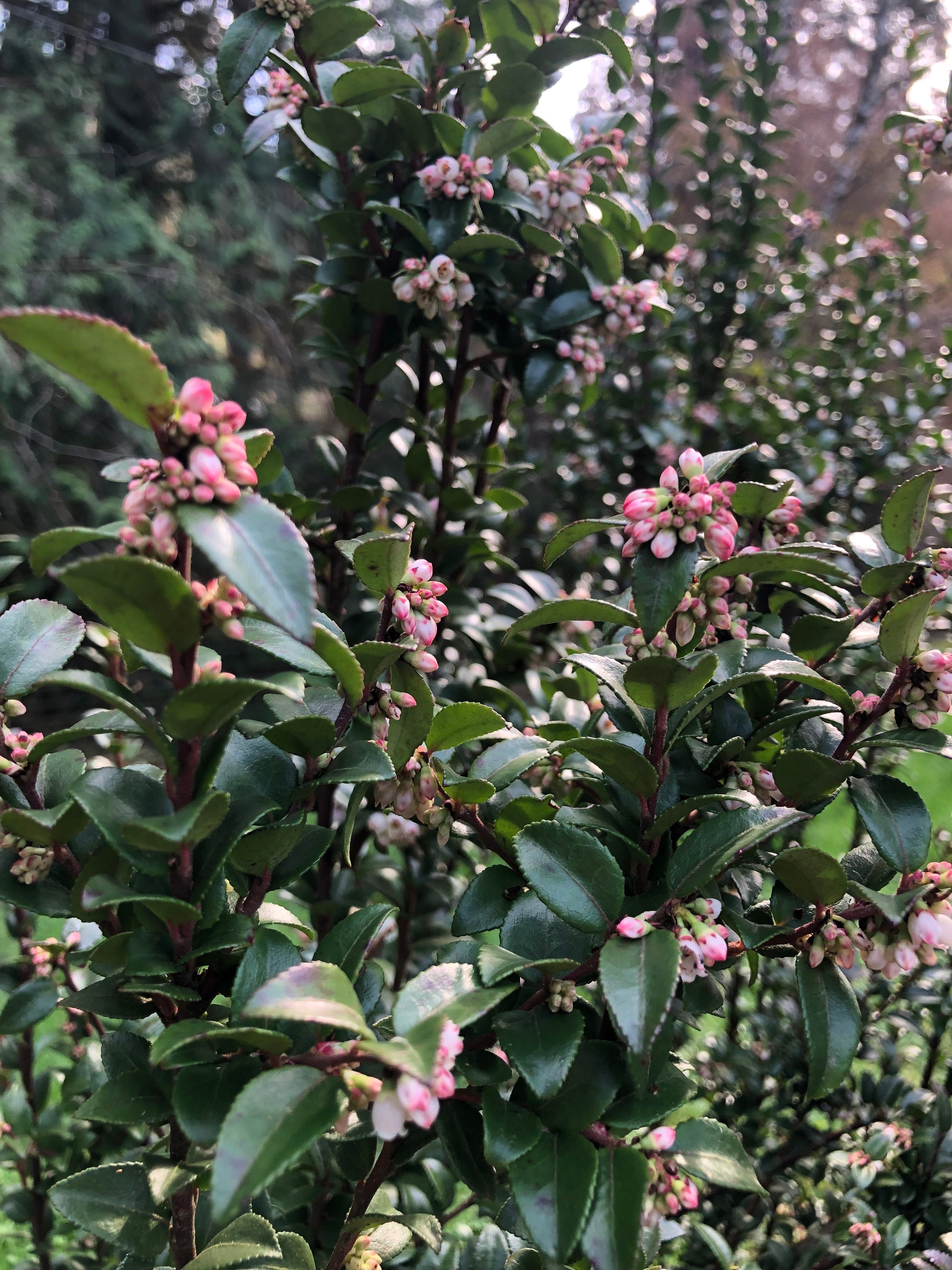 Evergreen Huckleberry Cuttings - Etsy