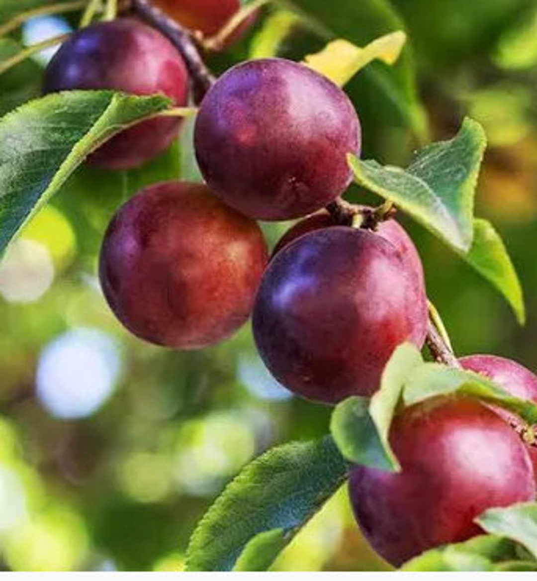 Plum Tree Cuttings - Etsy