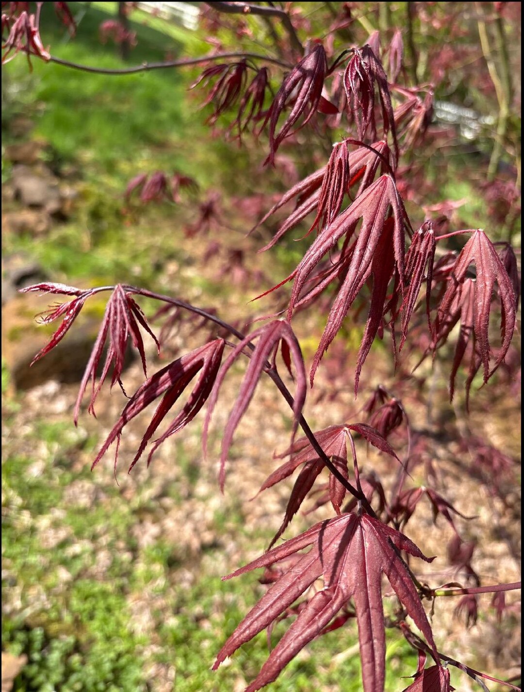 Japanese Maple Cuttings - Etsy