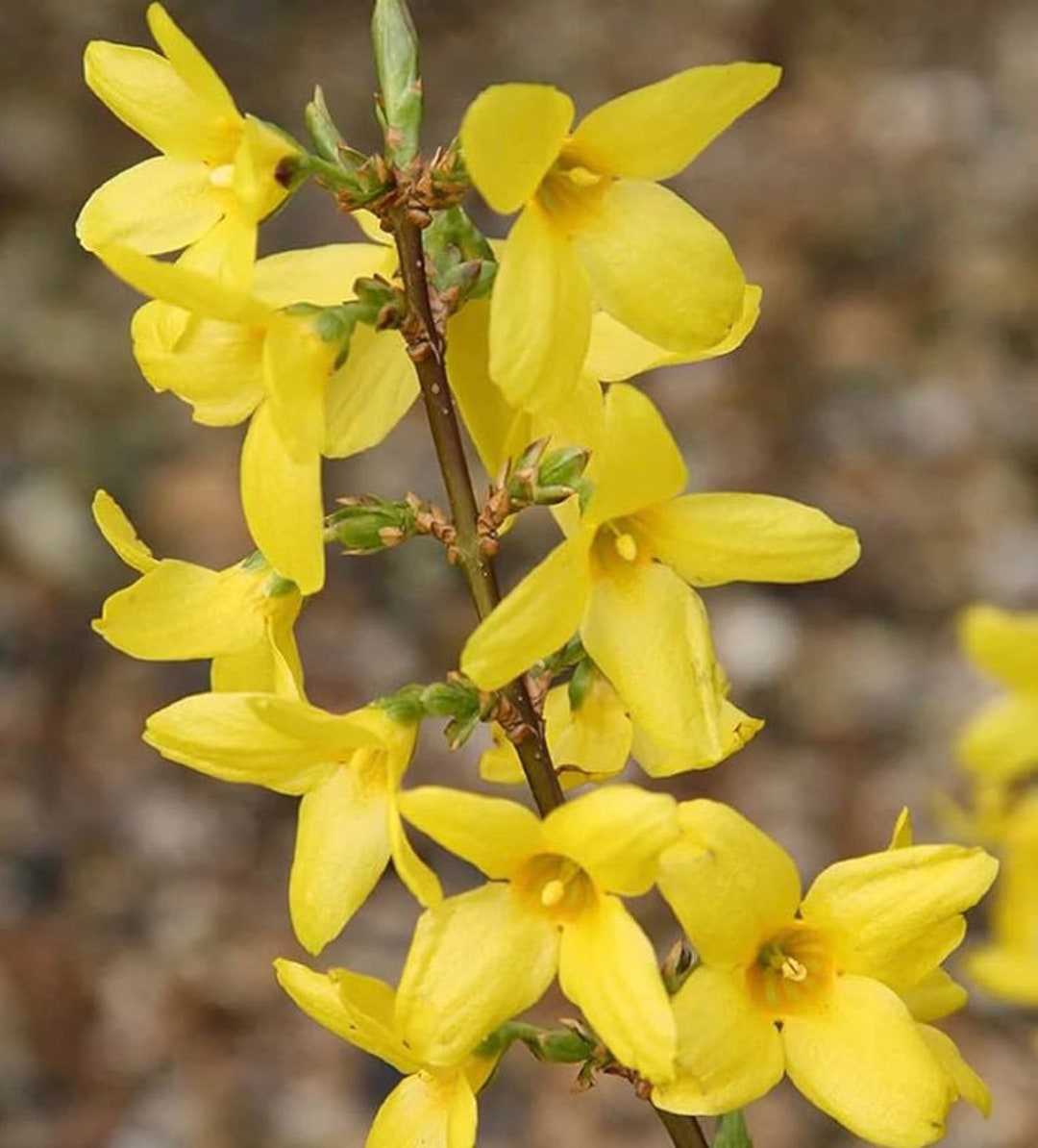 Forsythia Cutting - Etsy
