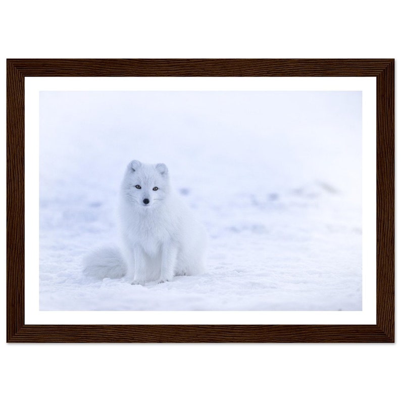 Fox Print Arctic Fox Photo, Nature Photo, Wall Decor, Fox Art Premium ...