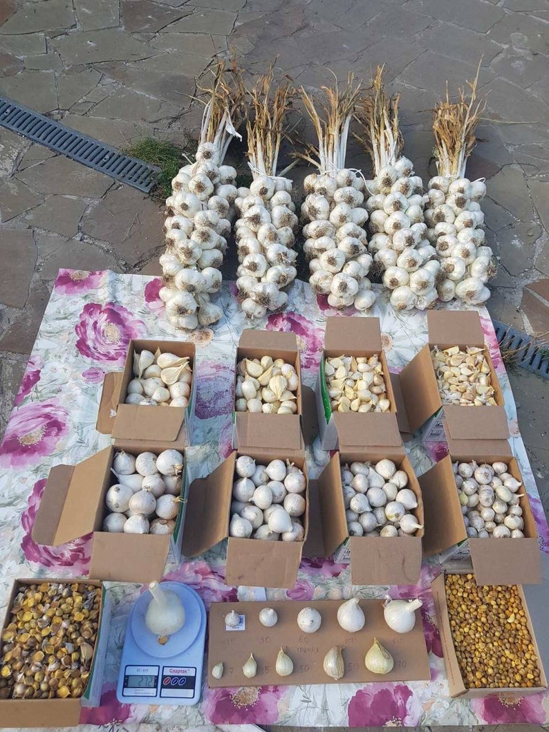 Elephant Garlic 50 Medium Seeds for Planting - Etsy