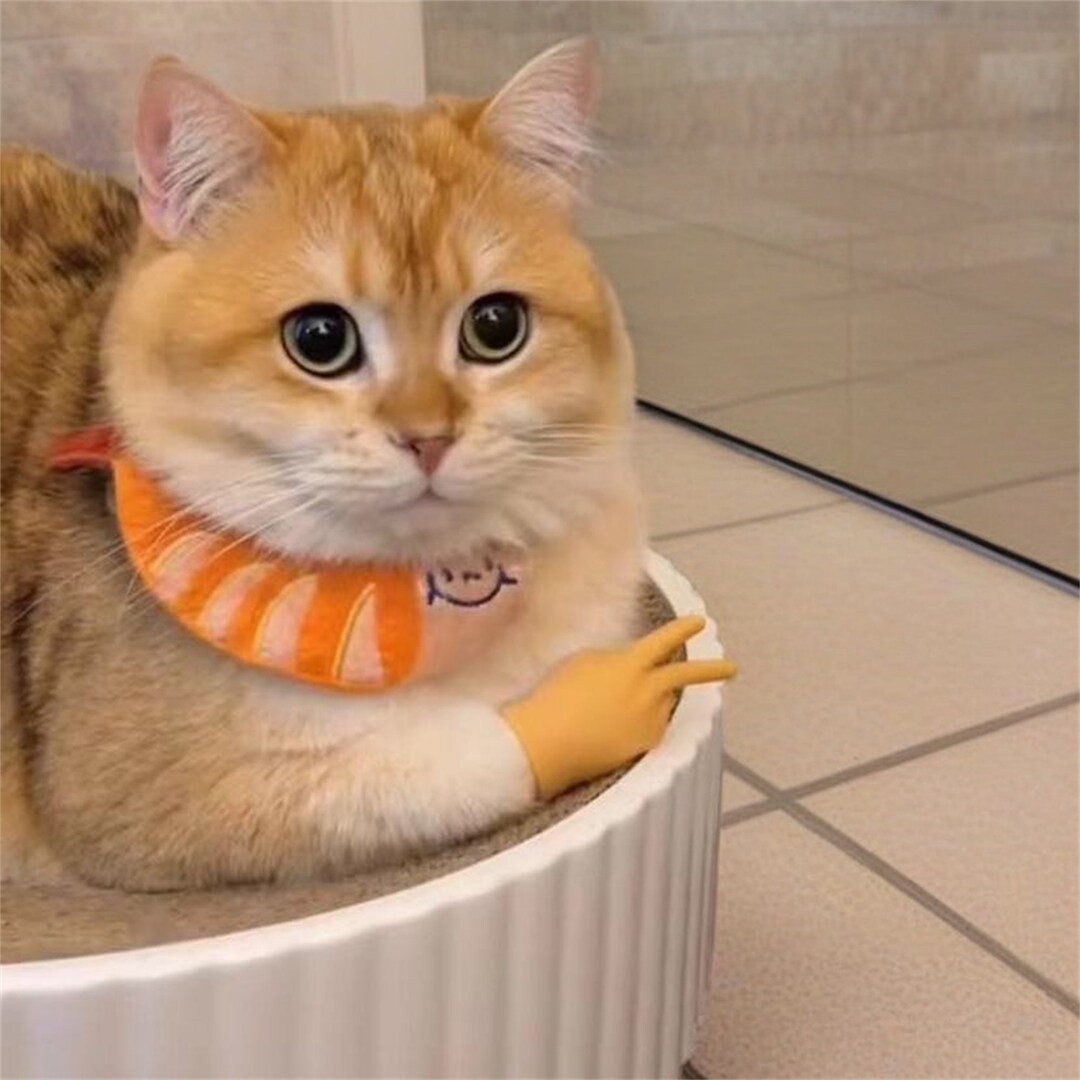 Cat Hands Cat Costume Hands, Tiny Cat Hands, Fake Cat Paw Gloves, Arms ...