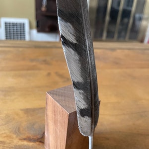 Lifesize Cooper’s Hawk Feather - Hand Carved and Painted. Wooden Bird ...