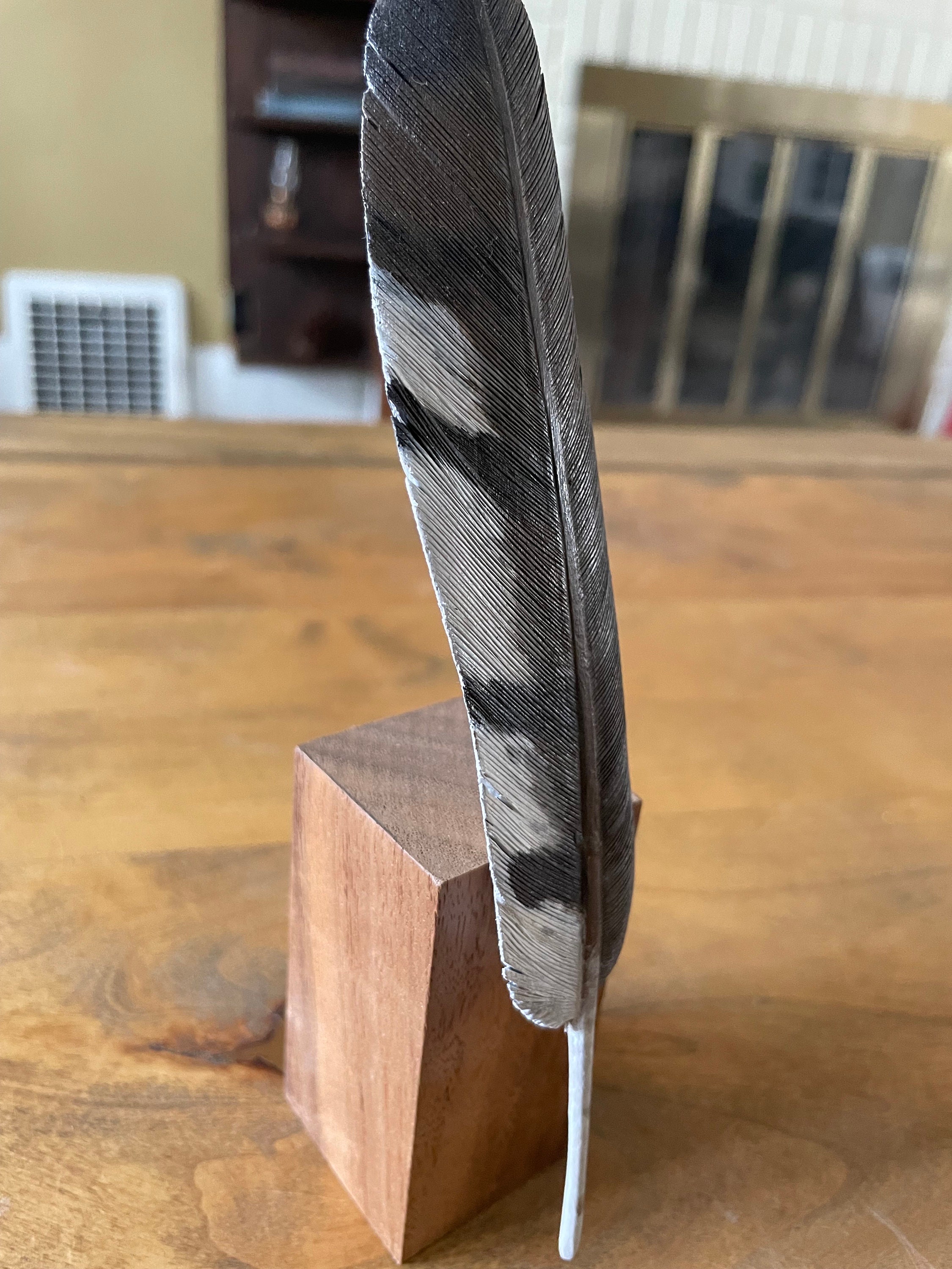 Lifesize Cooper’s Hawk Feather - Hand Carved and Painted. Wooden Bird ...