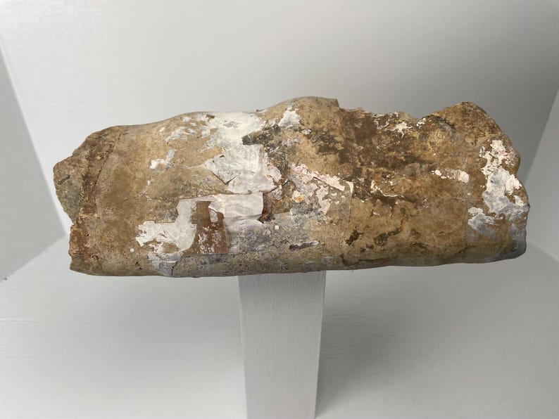 10” Baculite Fossil — Genuine Cretaceous Ammonite Relative | Natural ...