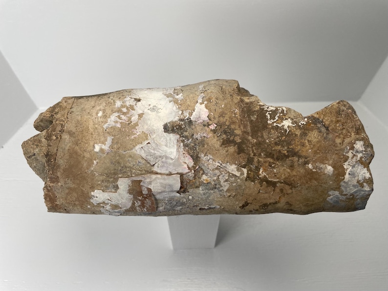 10” Baculite Fossil — Genuine Cretaceous Ammonite Relative | Natural ...
