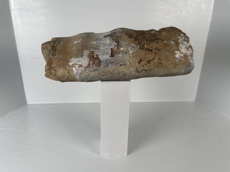 10” Baculite Fossil — Genuine Cretaceous Ammonite Relative | Natural ...
