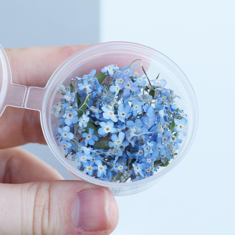 Dried Forget Me Not - Etsy