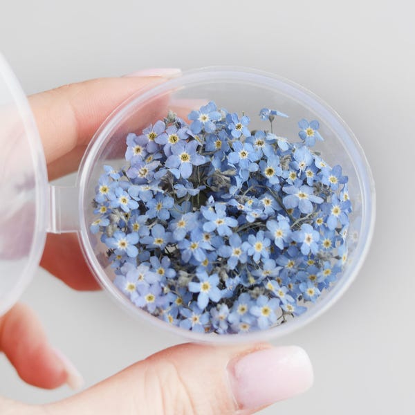 Dried Forget Me Not - Etsy