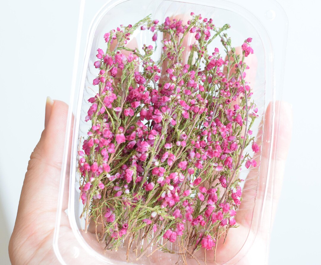 Dried Heather Erica Flowers: Real Pink Sprigs for Resin Art - Etsy