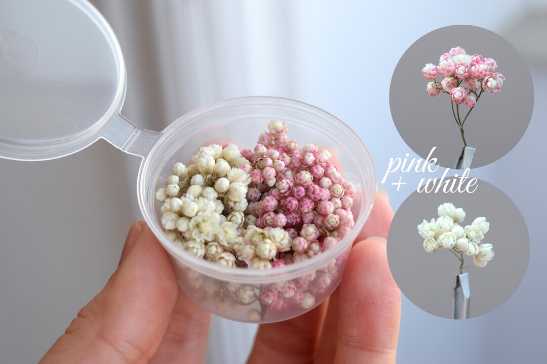 20+ Branches of White and Pink Ozothamnus Tiny Dried Flowers, Flower ...
