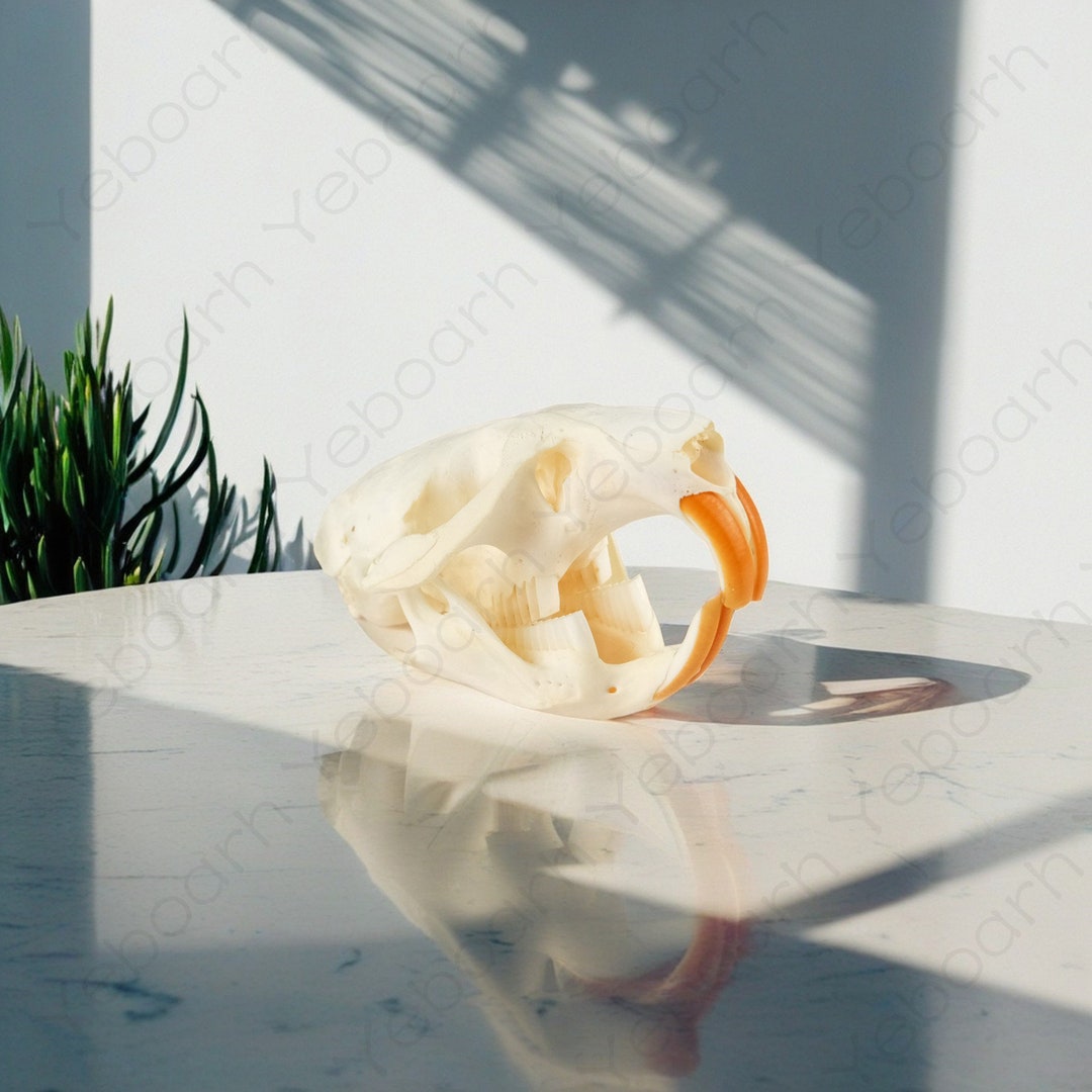 Real Muskrat Head Skeleton Specimen, Long-term Preservation, Immersed ...