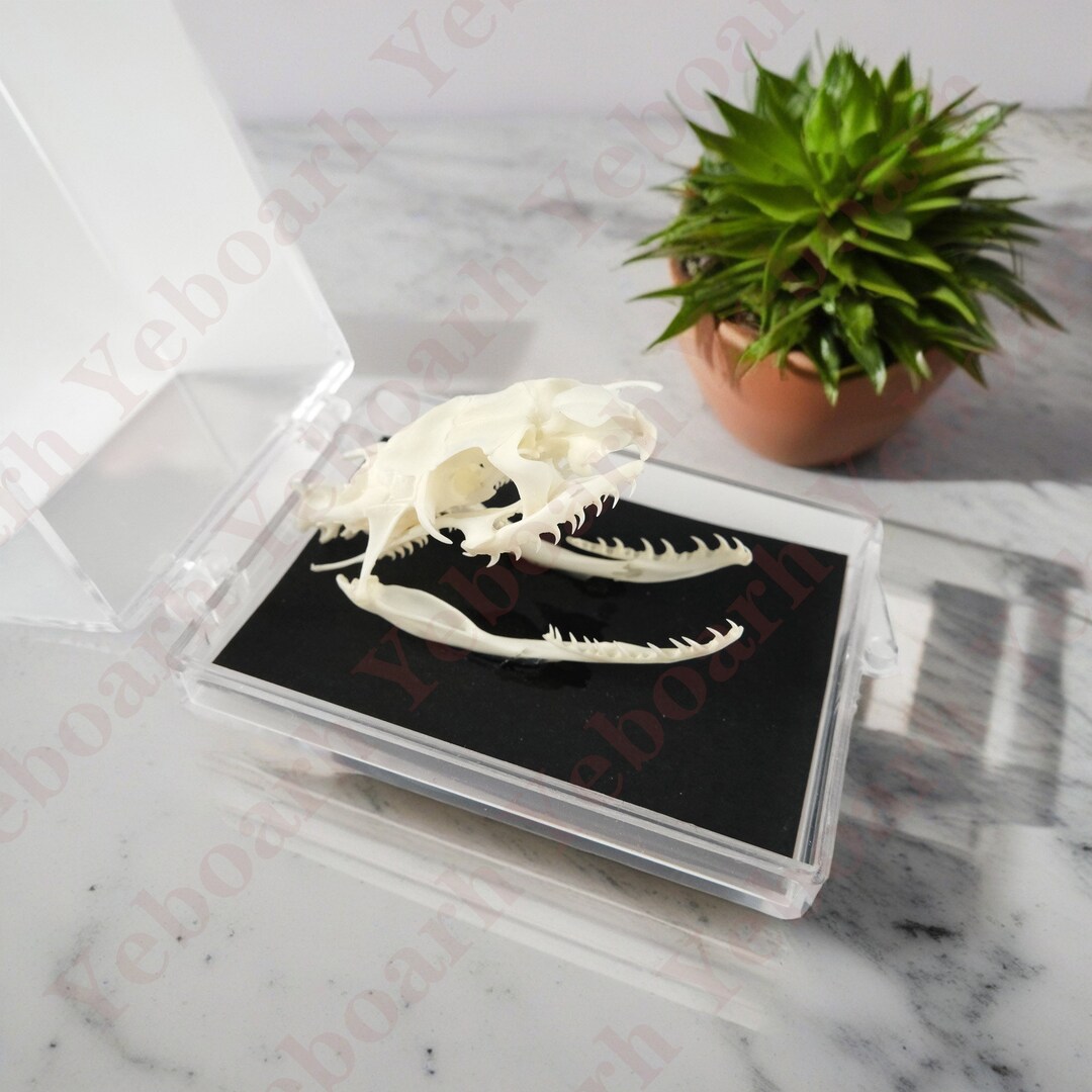 Real Snake Head Skeleton Specimen, Long-lasting Preservation, Immersed ...