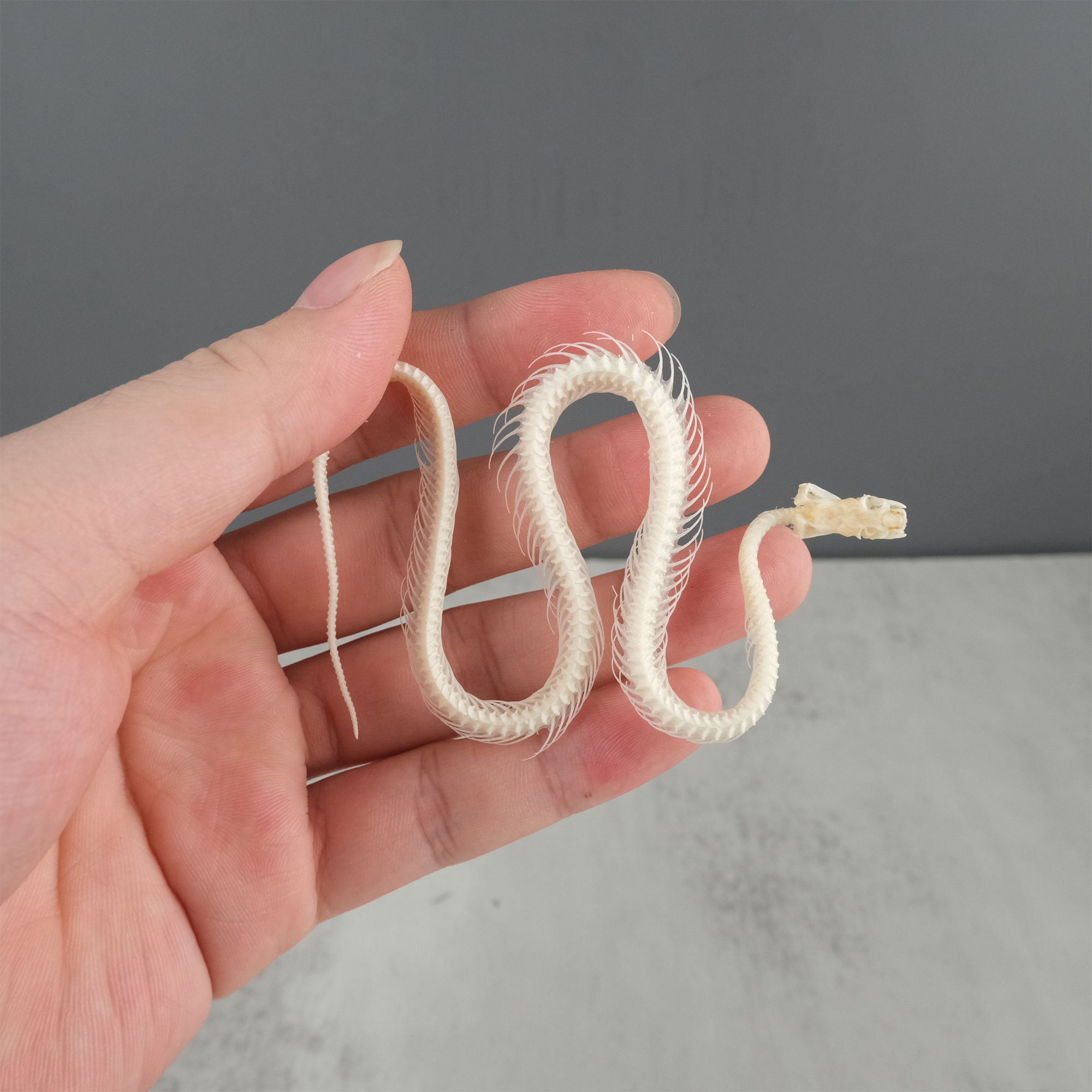 Real Snake Skeleton Specimens, Specimen Collection, Long-term ...