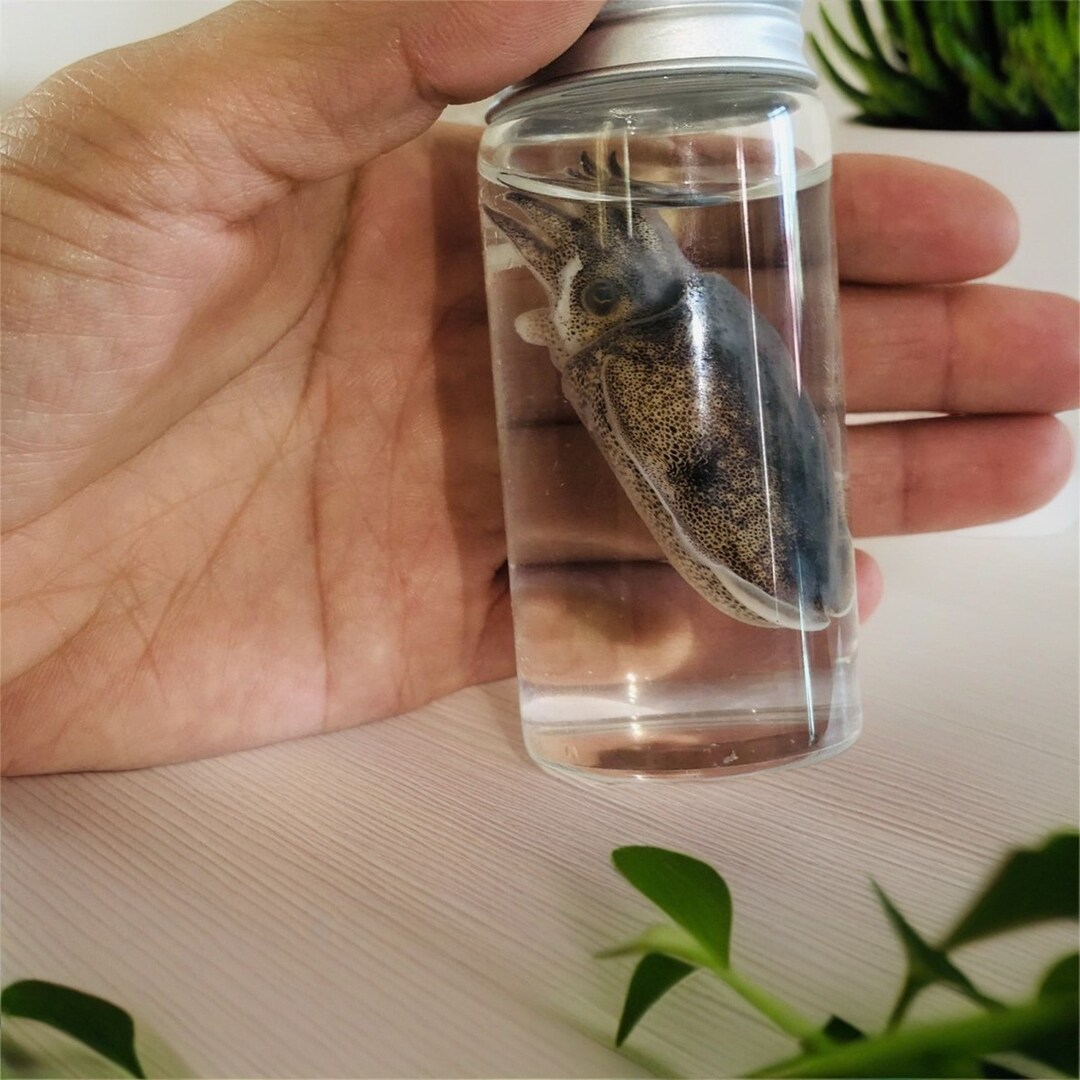 Real Cuttlefish Immersed Specimen,wax-sealed, Long-lasting Preservation ...
