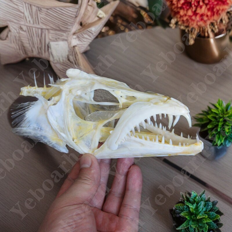 Fish Head - Etsy
