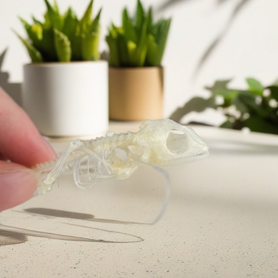 Real Lizard Skeleton Specimens, Specimen Collection, Long-term ...