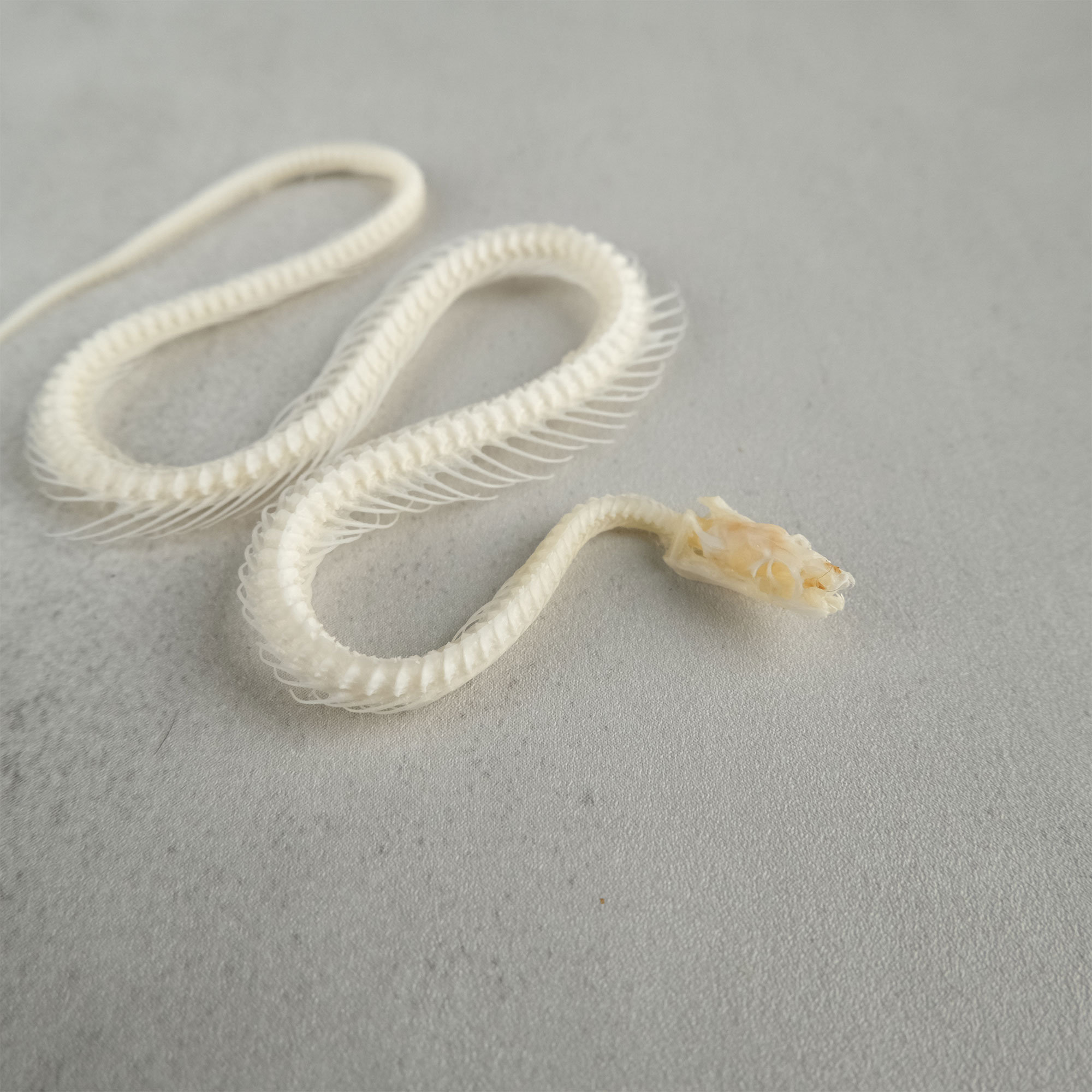 Real Snake Skeleton Specimens, Specimen Collection, Long-term ...