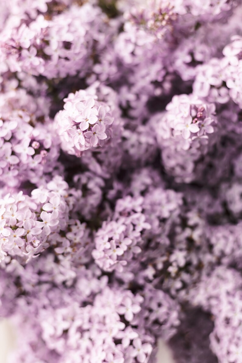 Lilac Downloadable Prints Set of 2, Farmhouse Wall Decor, Set of 2 ...