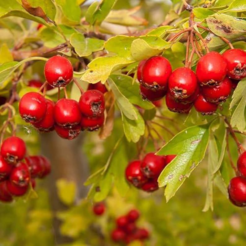 Eastern May Haw Tree (crataegus Aestivalis) 2 Bareroot - Etsy
