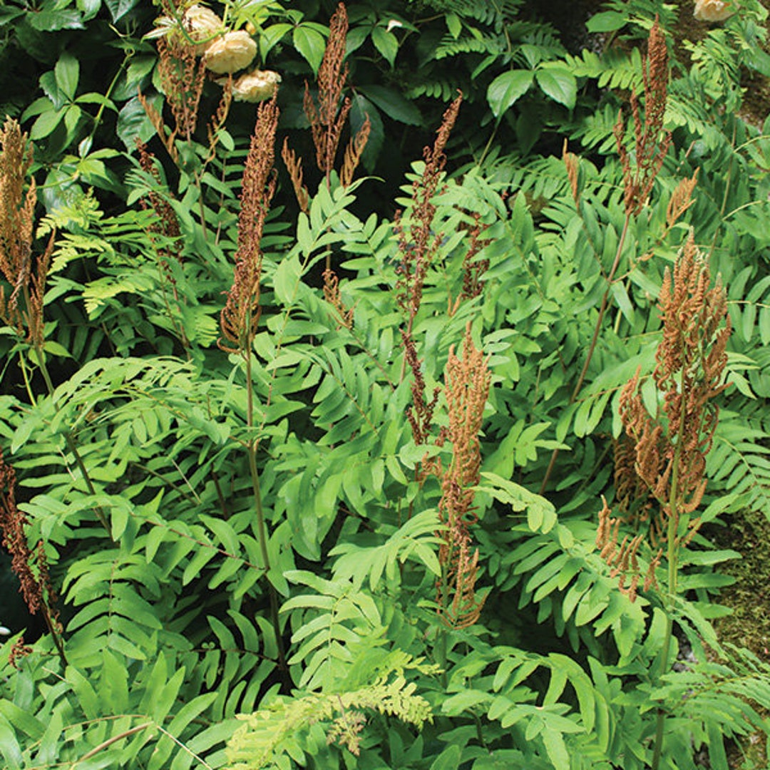 Royal Fern osmunda Regalis Bare-root - Etsy