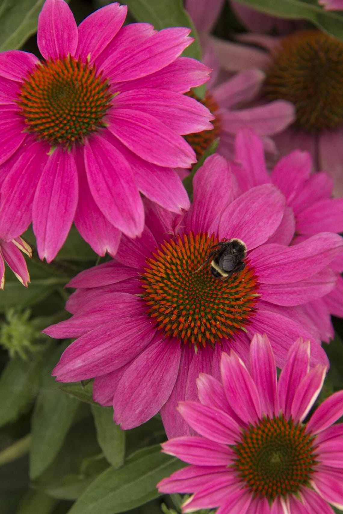 Coneflower 'kim's Knee High' Echinacea Purpurea Bare-root - Etsy