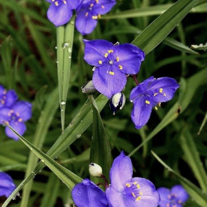 Spiderwort - Etsy